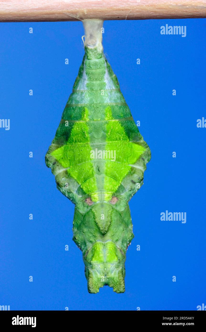 Scarlet Mormon, chrysalis (Papilio rumanzovia), Swallowtail Stock Photo ...