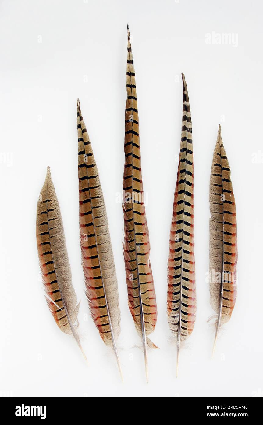 Tail feather pheasant hi-res stock photography and images - Alamy