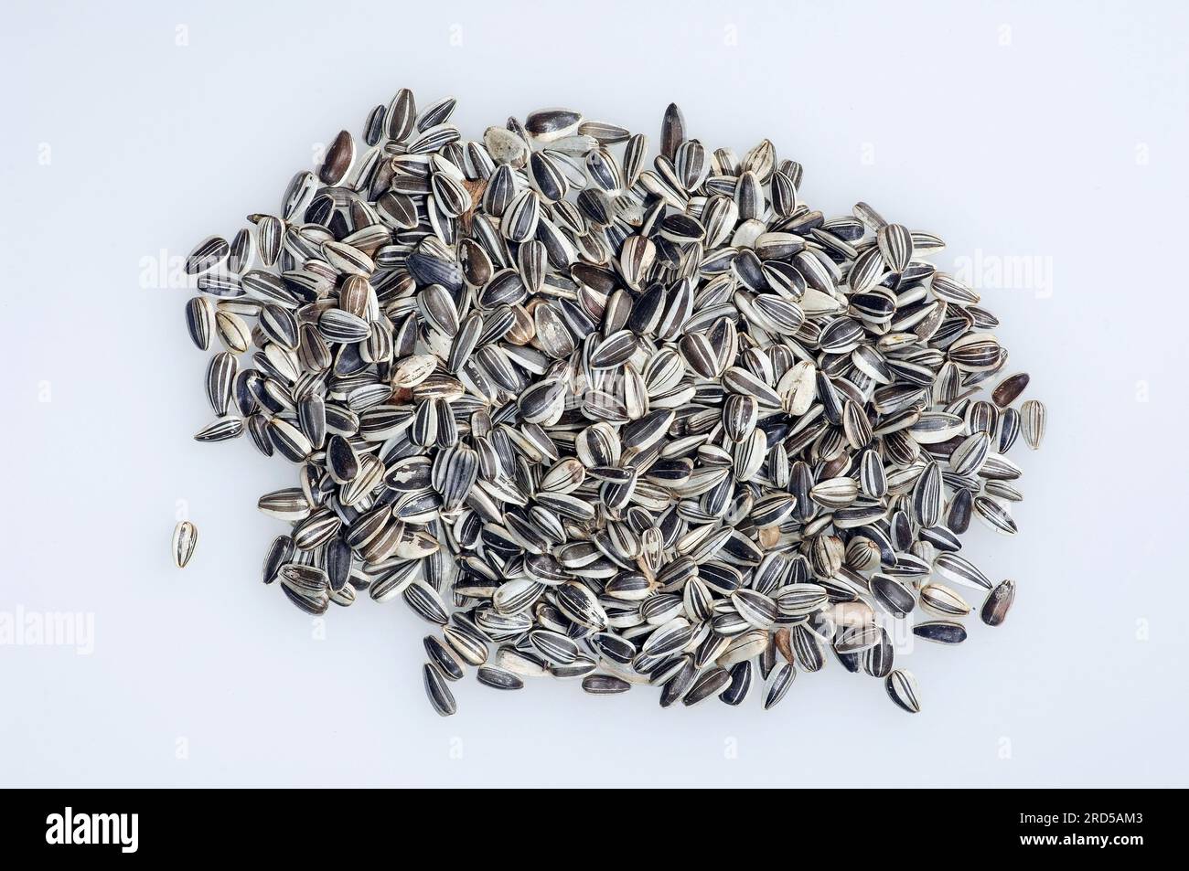 Sunflower (Helianthus annuus) seeds Stock Photo - Alamy
