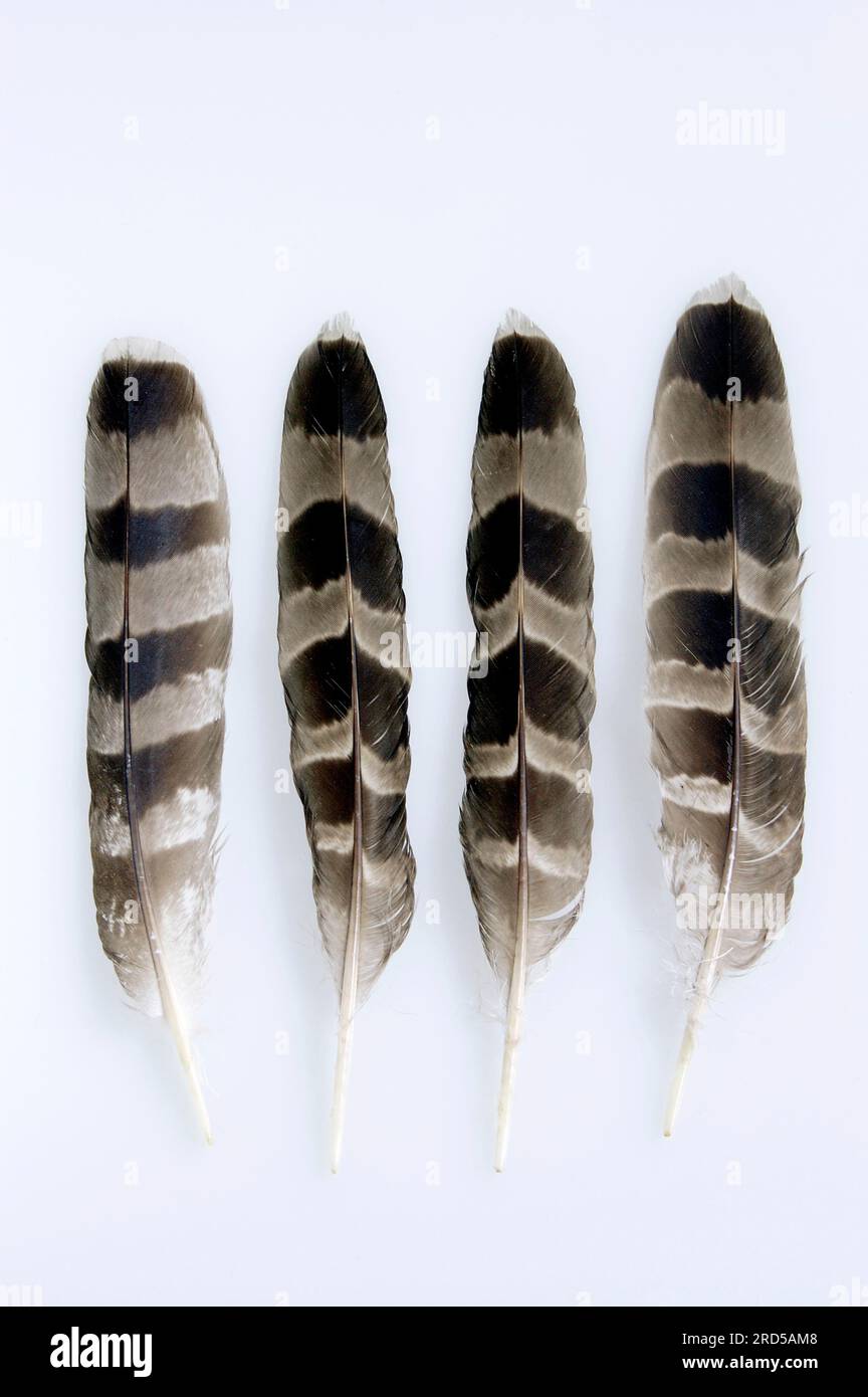 Tail feathers goshawk hi-res stock photography and images - Alamy