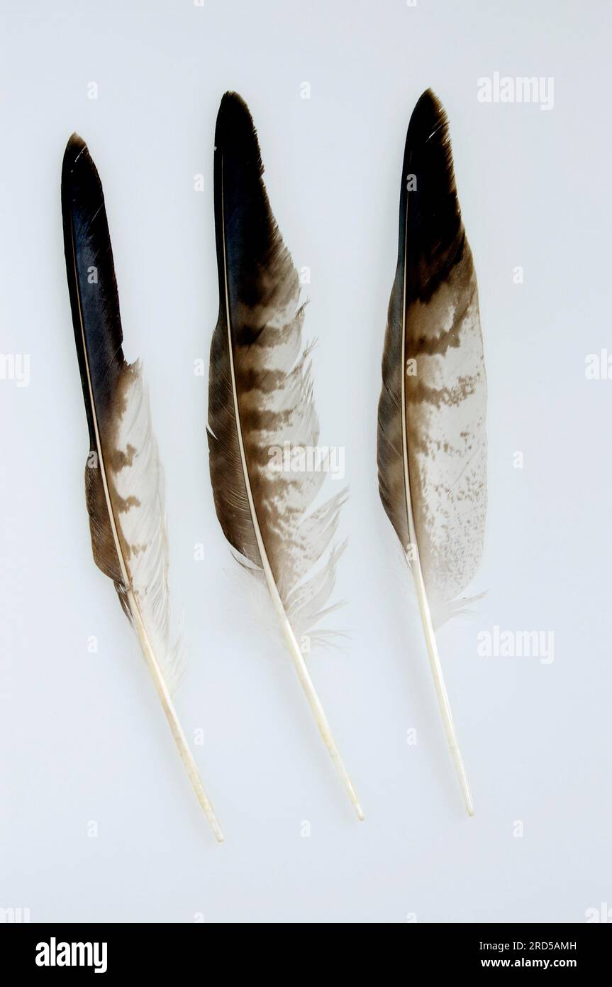 Common steppe buzzard (Buteo buteo), feathers of the hand wings ...