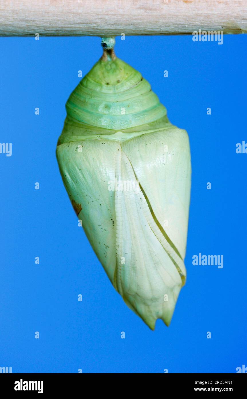 Morpho butterfly, pupa, Blue fritillary, peleides blue morpho (Morpho ...