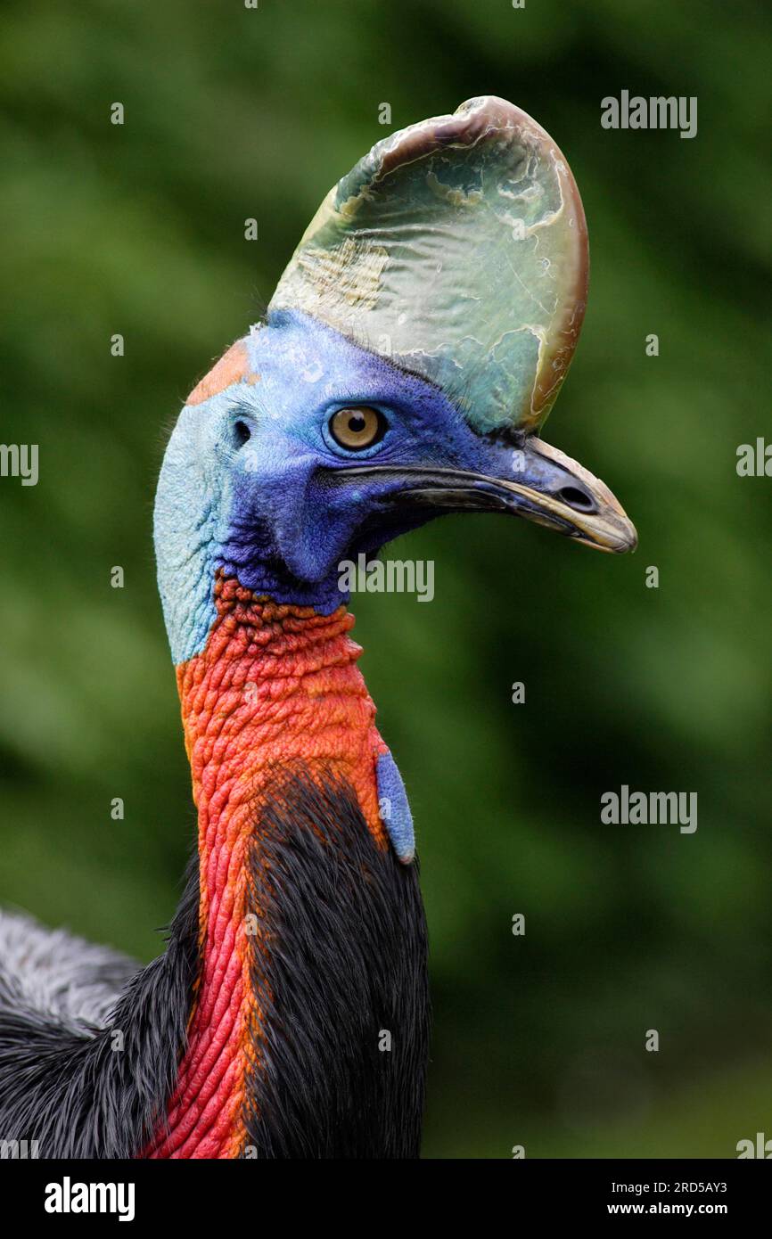 Double wattled cassowary, Australian Cassowary (Casuarius casuarius Stock Photo - Alamy
