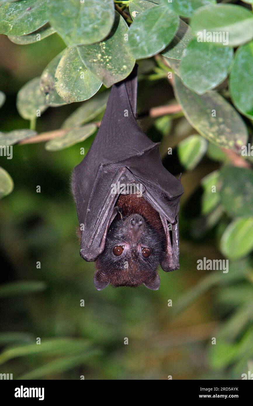 Island flying fox (Pteropus hypomelanus Stock Photo - Alamy