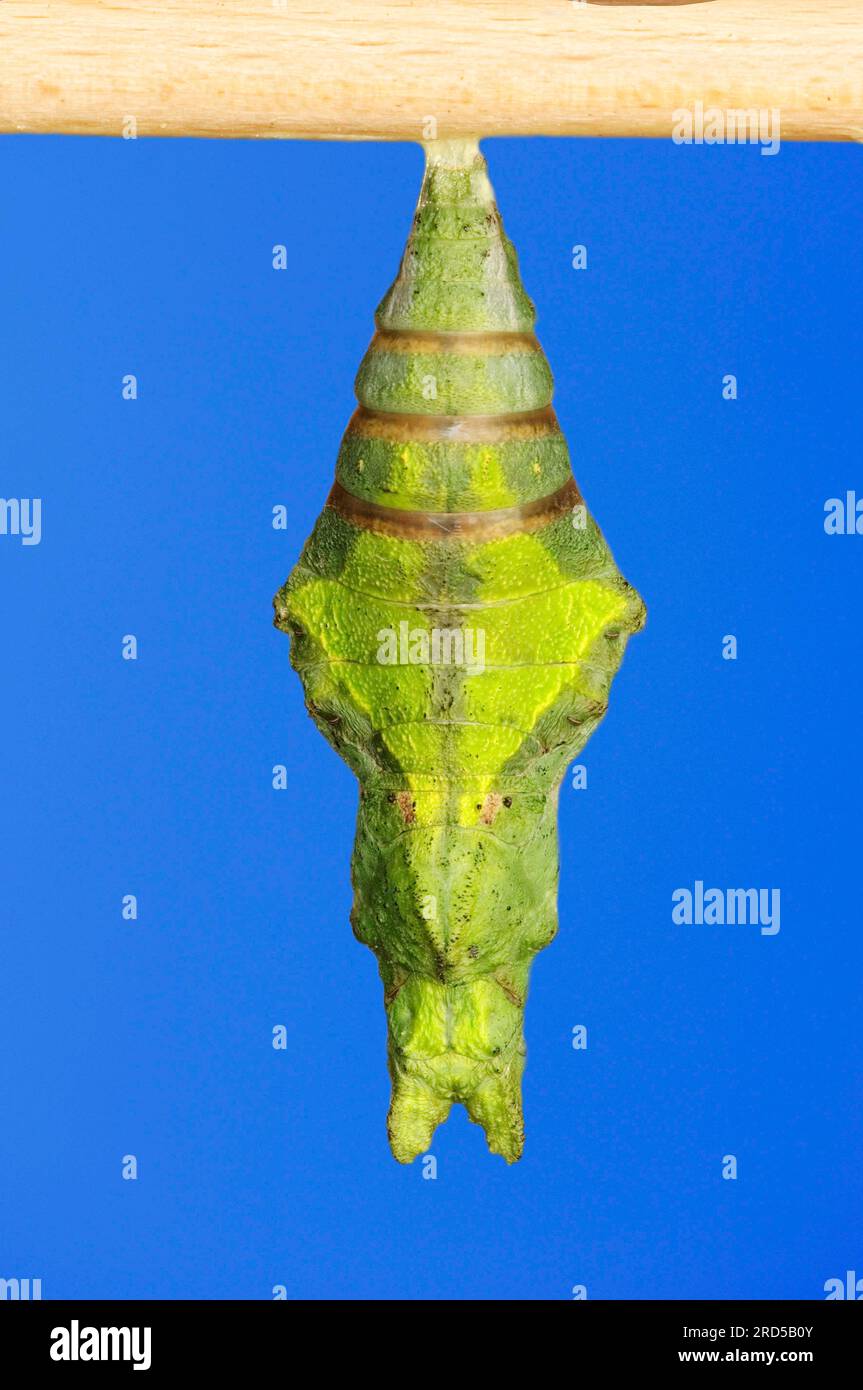 Yellow-bordered Swallowtail, pupa (Papilio lowii Stock Photo - Alamy