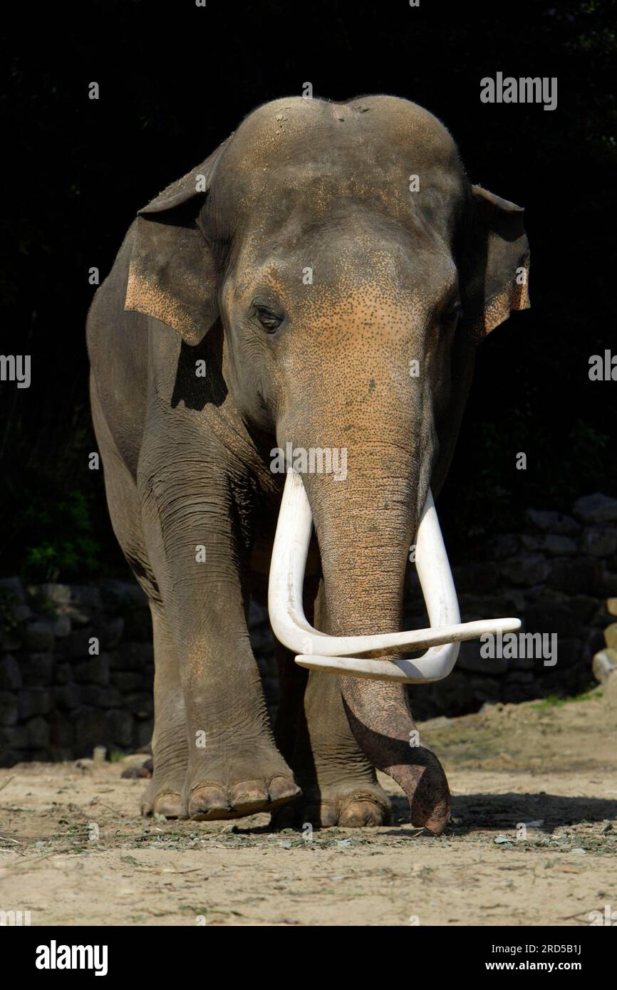 Asian elephant (Elephas maximus), bull, tusk, tusks, detachable Stock ...