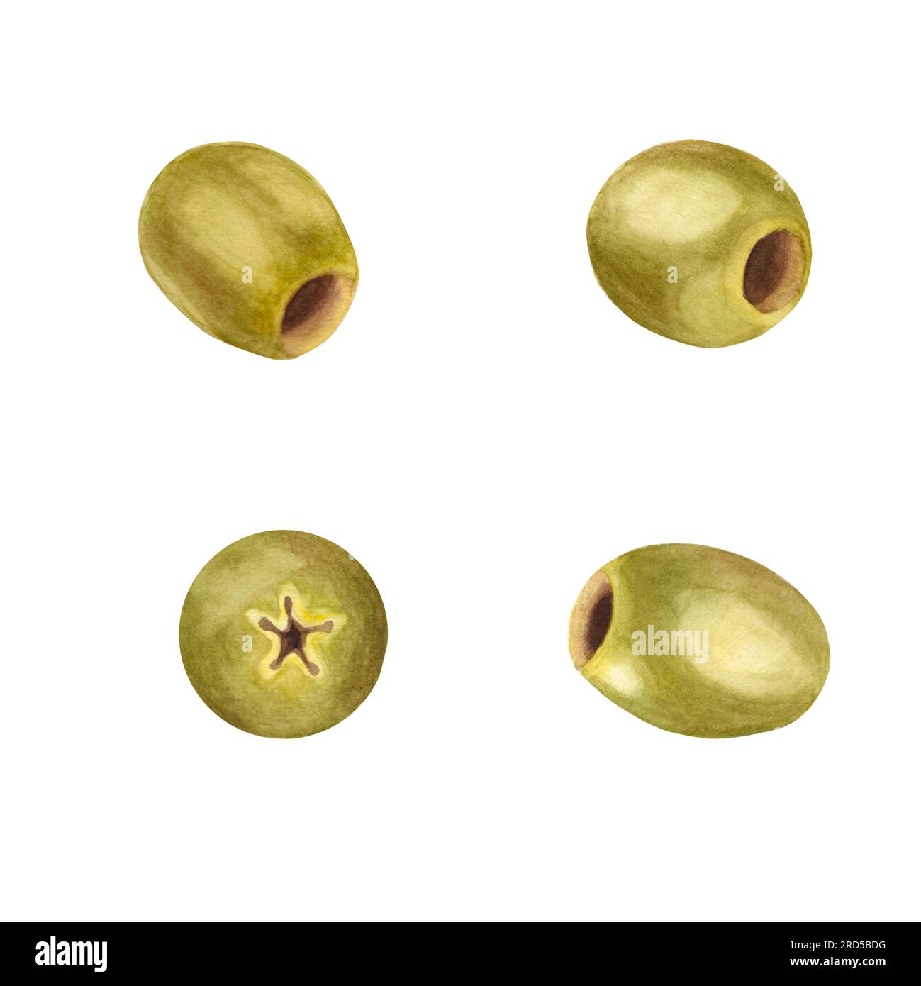 Green olives set isolated on white background. Watercolor hand drawn ...