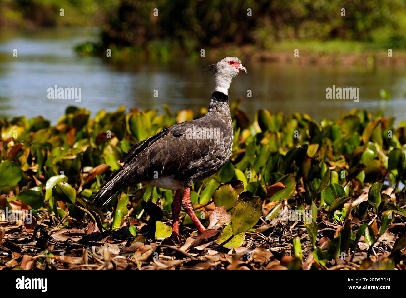 Southern Screamer (Chauna torquata) on Water Hyacinths, Pantanal ...