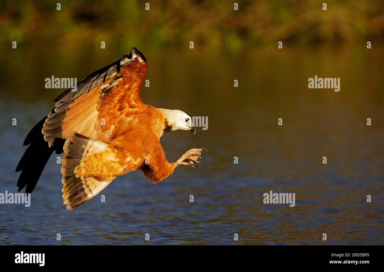 Black-collared hawk (Busarellus nigricollis), Pantanal, White-headed ...