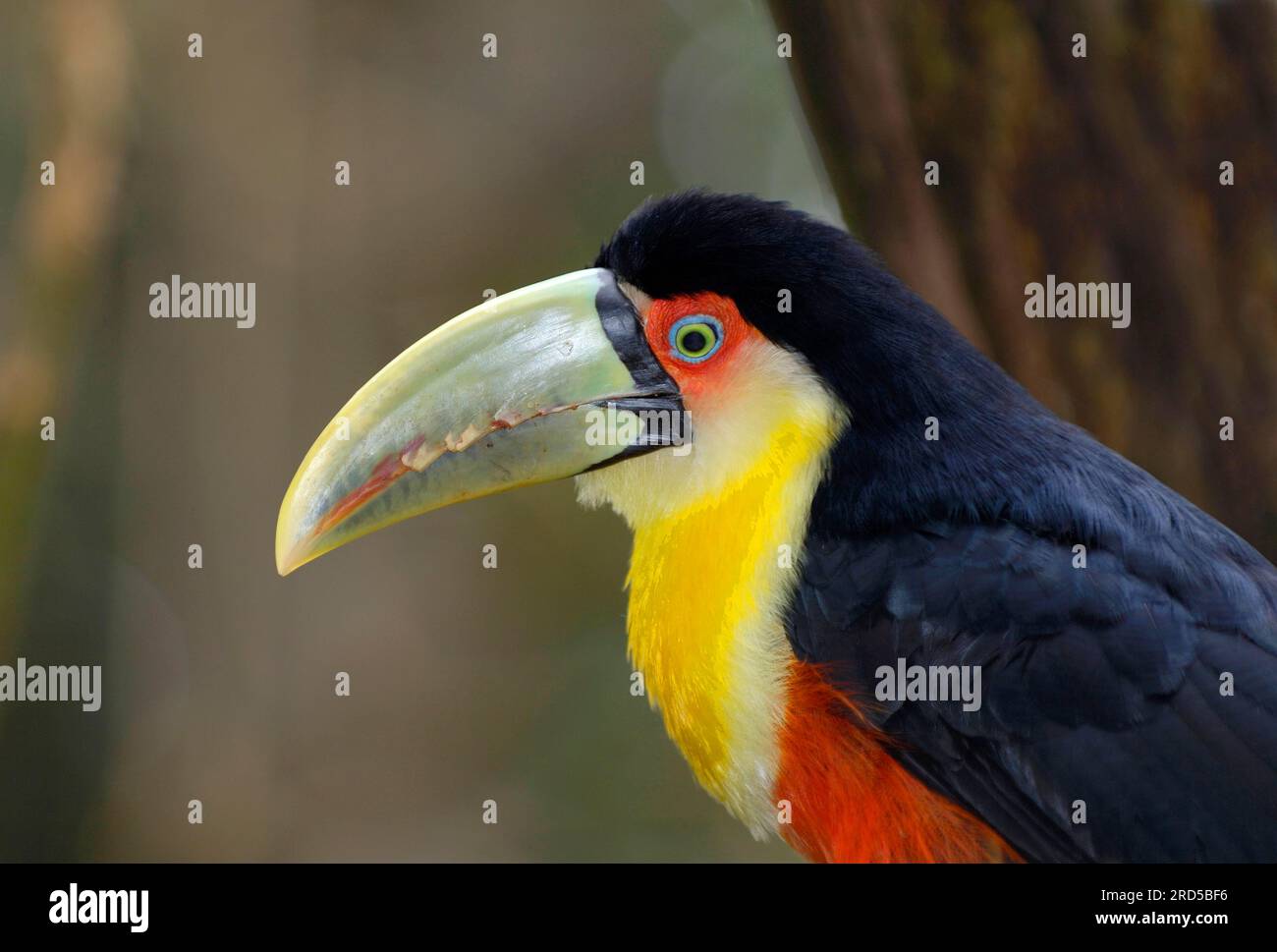 Green billed toucan ramphastos hi-res stock photography and images - Alamy