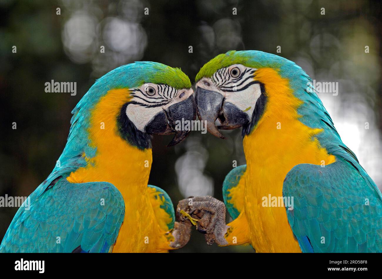Blue and blue and yellow macaws (Ara ararauna), Pantanal, Page, Brazil Stock Photo - Alamy