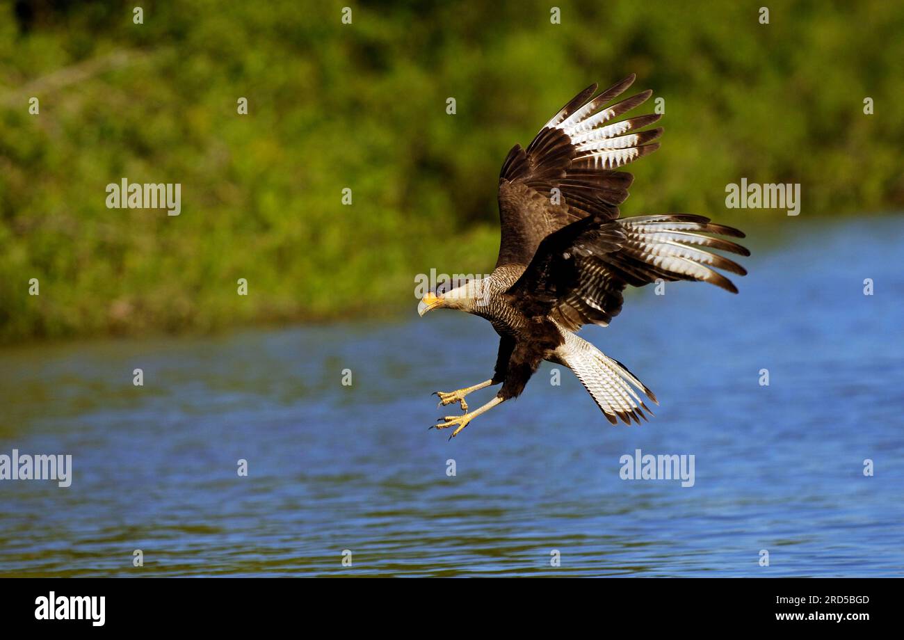 Vulture falcon, southern crested caracara (Polyborus plancus), Carancho ...