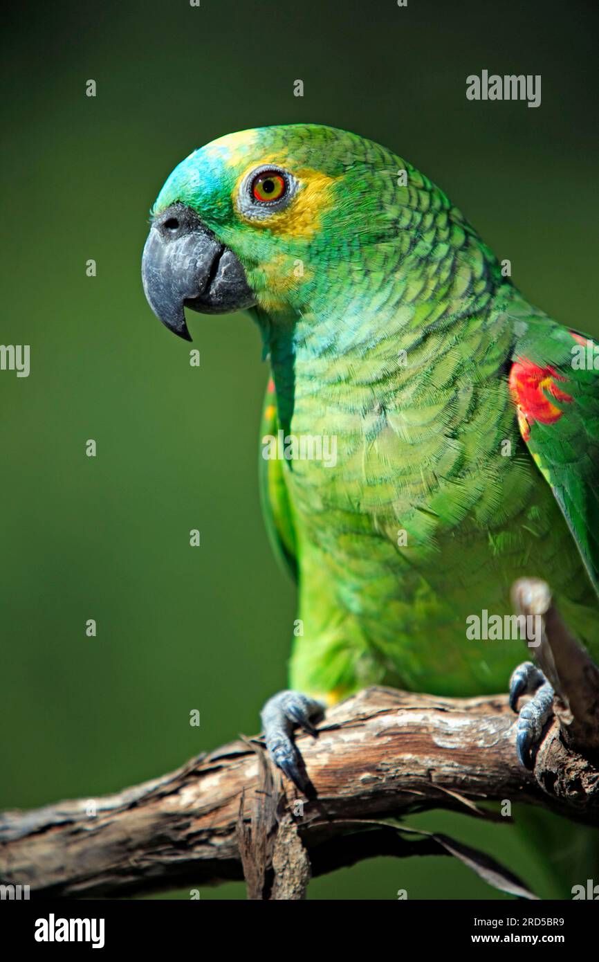 Blue-fronted Amazon (Amazona aestiva), Pantanal, Brazil, Turquoise ...