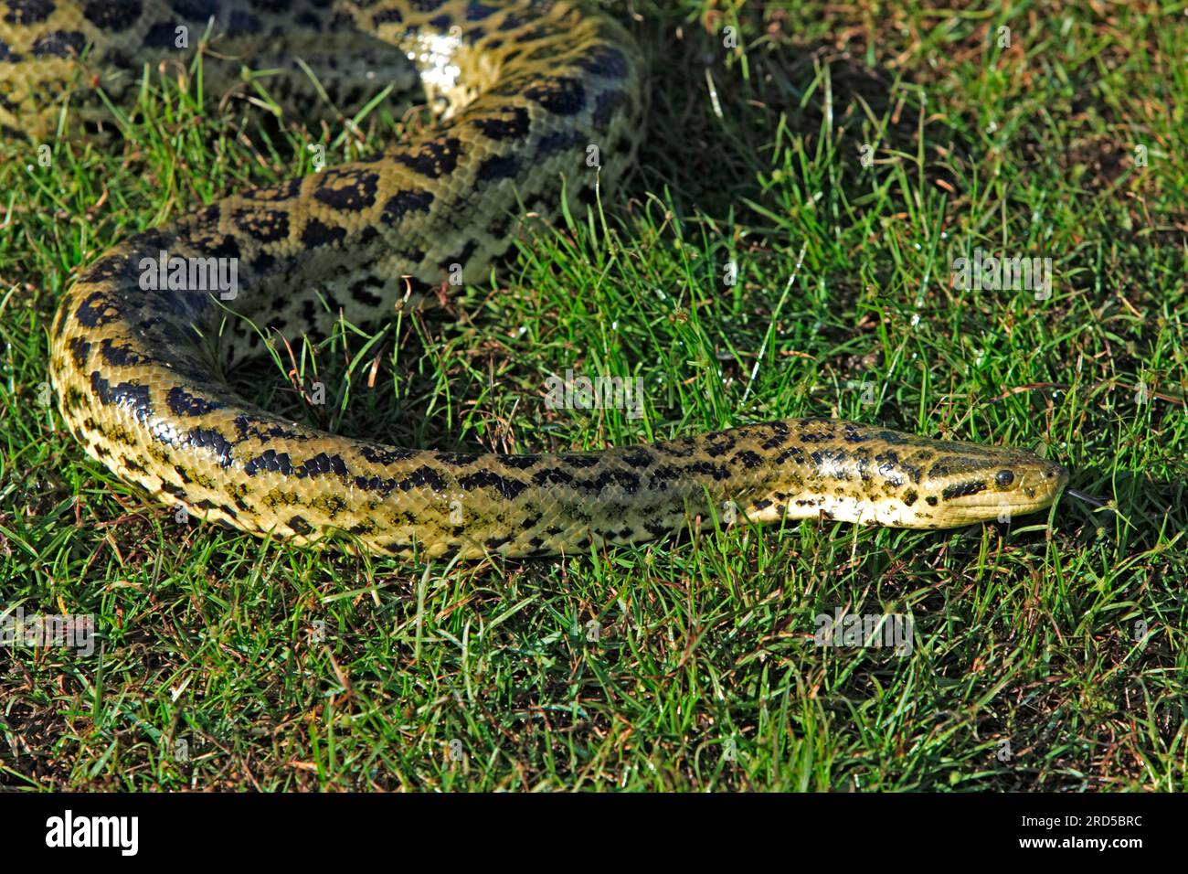 Anaconda brazil hi-res stock photography and images - Alamy