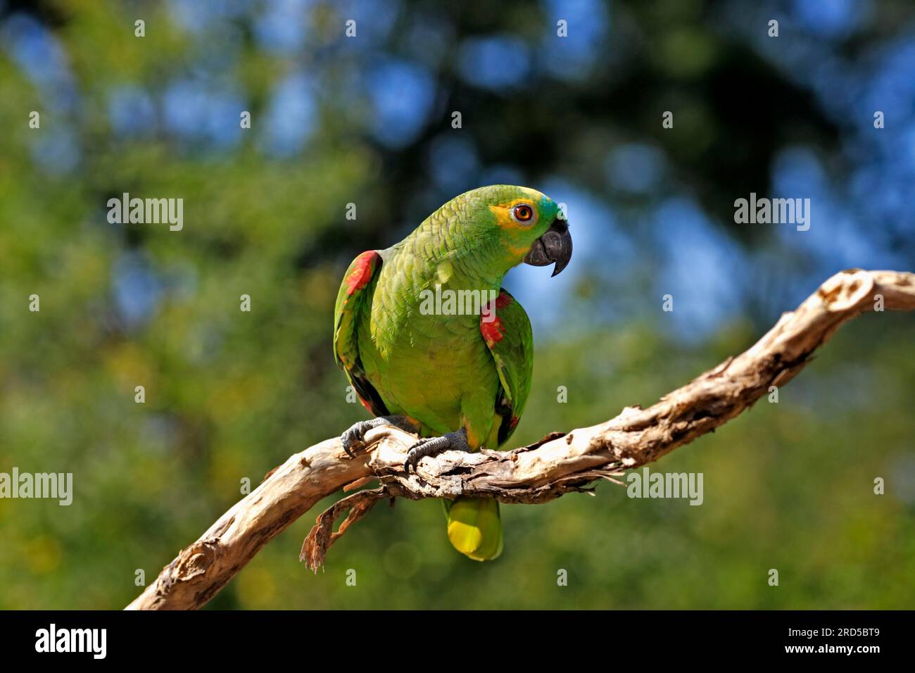 Blue-fronted Amazon (Amazona aestiva), Pantanal, Brazil, Turquoise ...