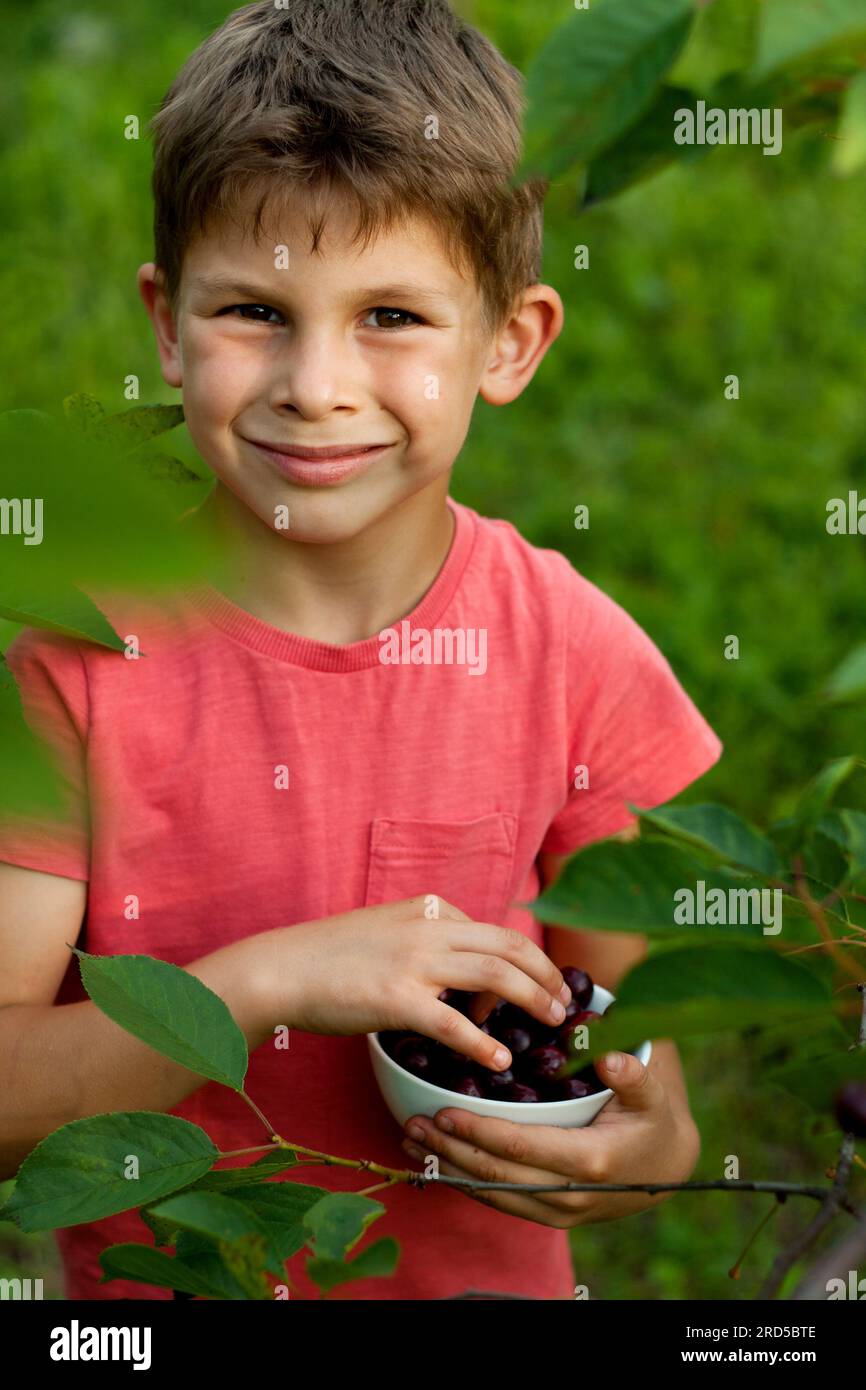 preschool boy picking and eating ripe red cherries from tree in home ...