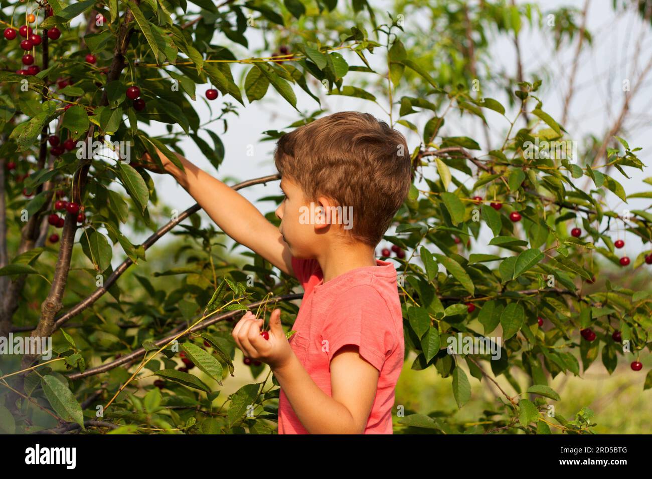preschool boy picking and eating ripe red cherries from tree in home ...