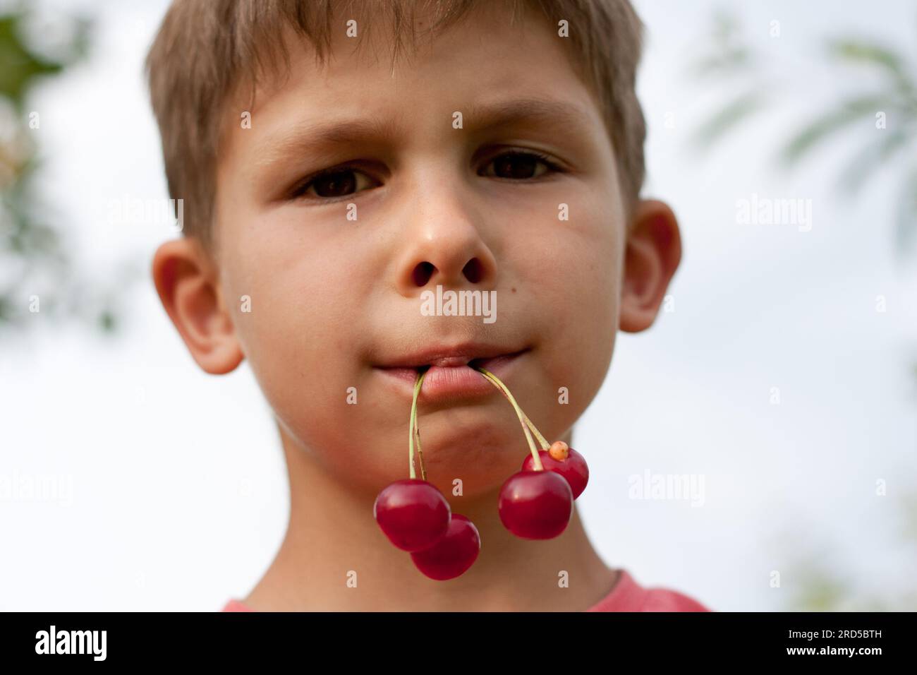 boy picking ripe red cherries from tree in garden. Closeup portrait of ...