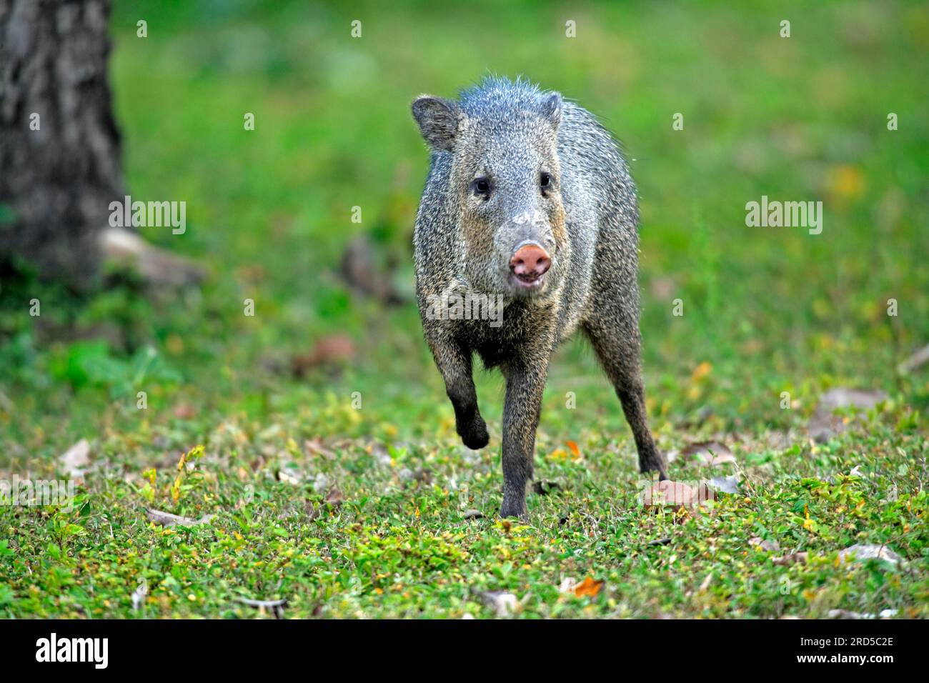 Collared peccary (Tayassu tajacu), Pantanal (Tayassu angulatus ...