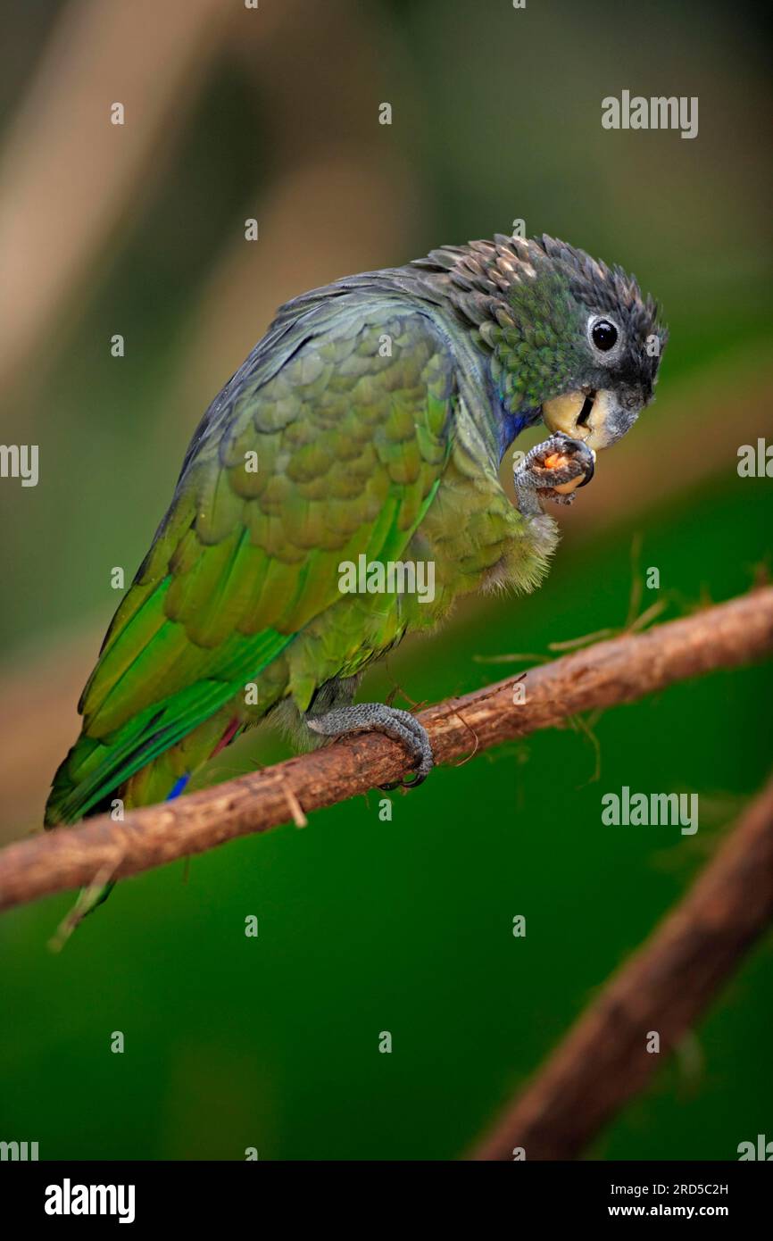 Scaly-Headed Parrot, Pantanal, Brazil (Pionus maximiliani ...