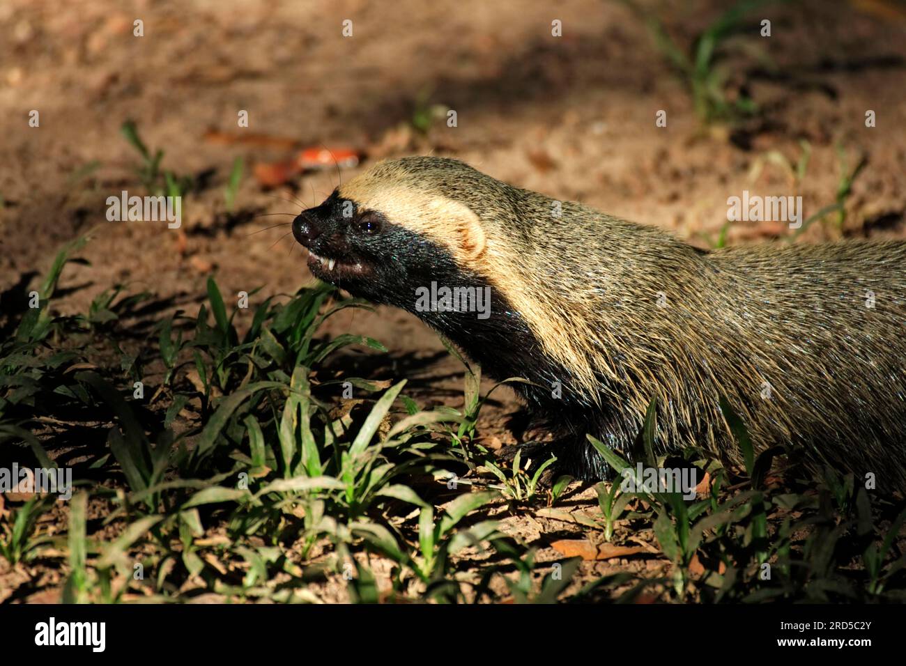 Galictis cuja hi-res stock photography and images - Alamy