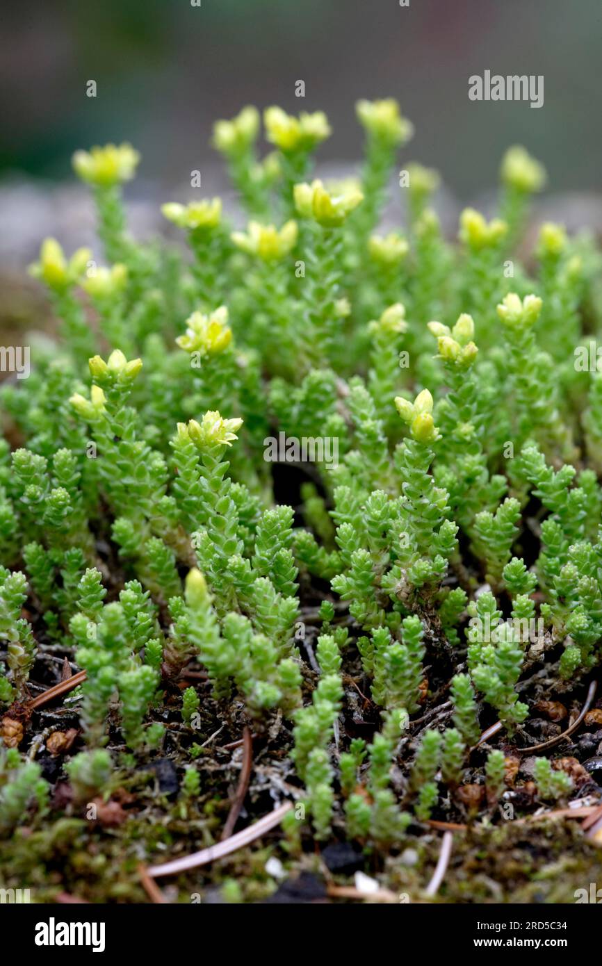 Biting Stonecrop (Sedum acre), Germany Stock Photo - Alamy