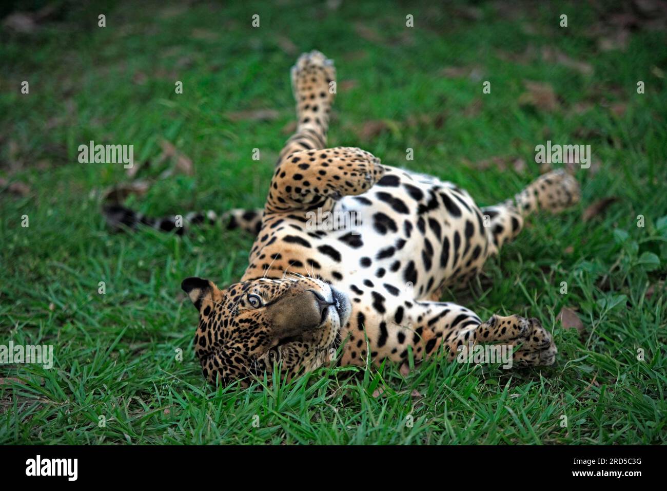 Jaguar (Panthera onca), male, Pantanal, Brazil Stock Photo - Alamy