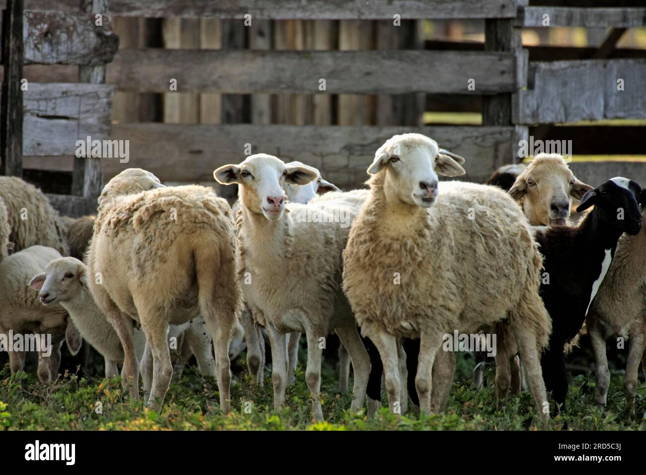 Domestic sheep, Pantanal, Brazil Stock Photo - Alamy