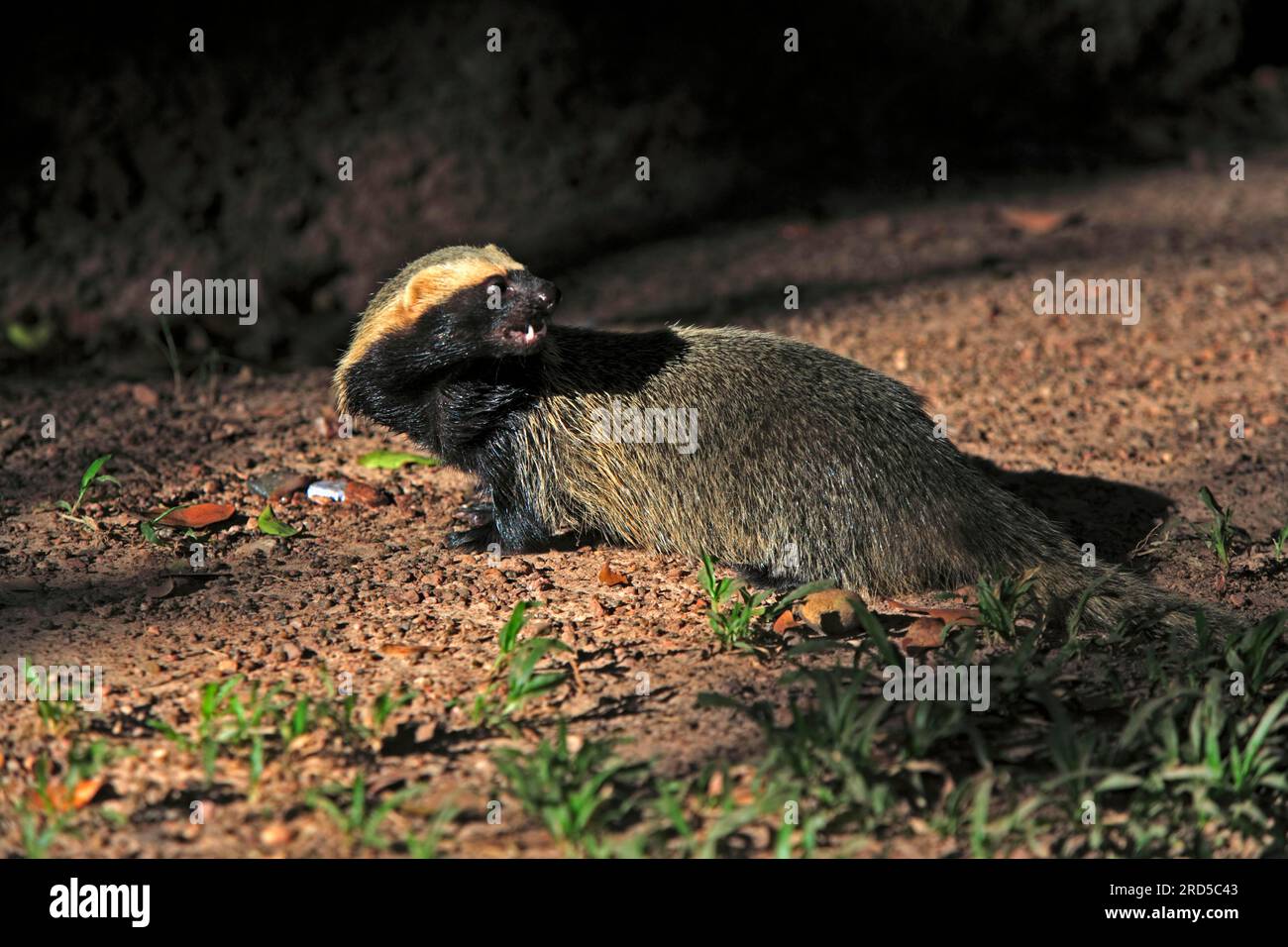 Little Grison, lesser grison (Galictis cuja), Brazil Stock Photo - Alamy