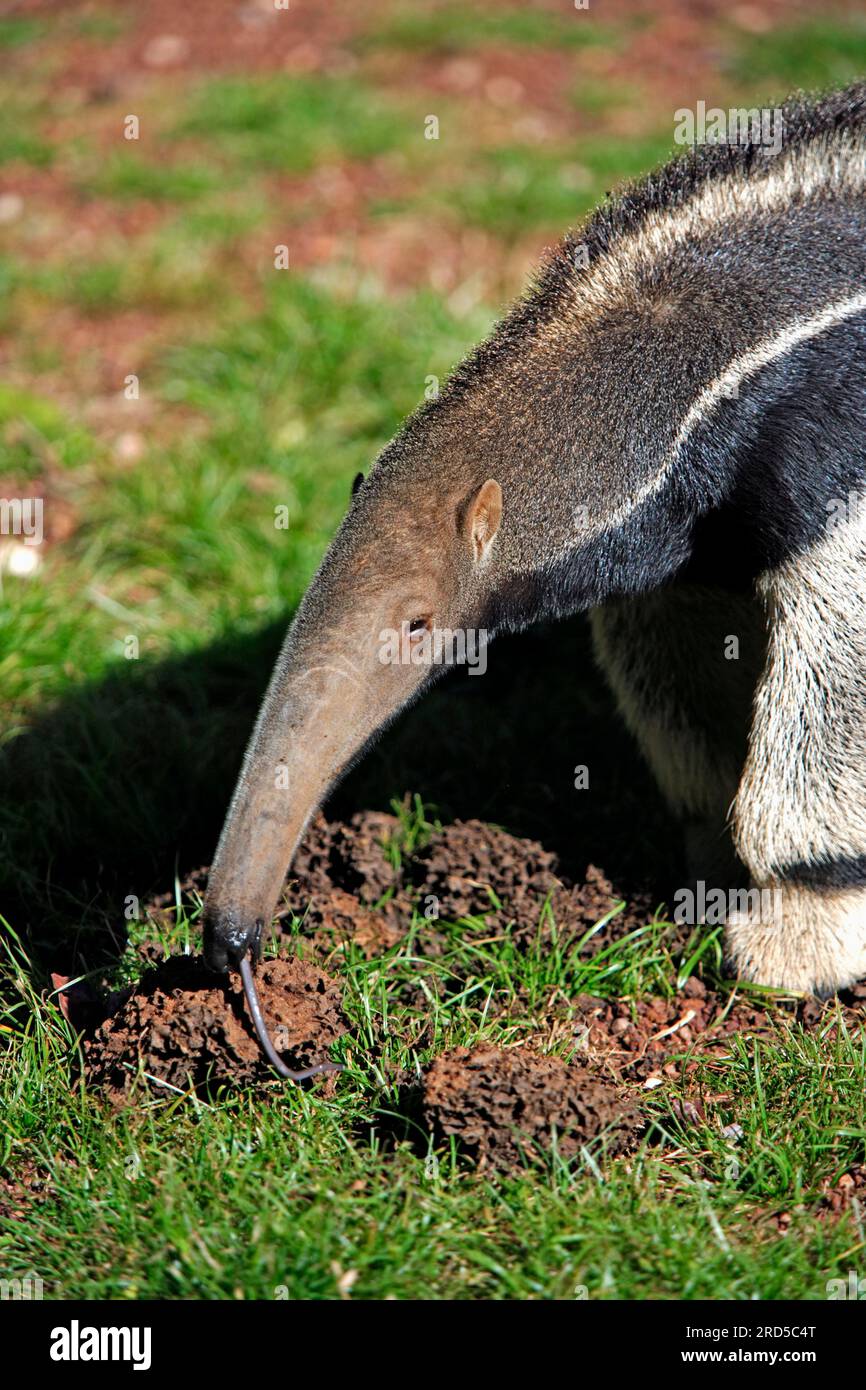 Giant anteater (Myrmecophaga tridactyla), Pantanal, Brazil Stock Photo ...