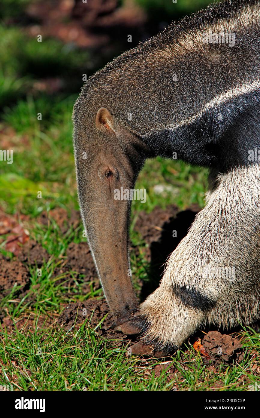 Giant anteater (Myrmecophaga tridactyla), Pantanal, Brazil Stock Photo ...