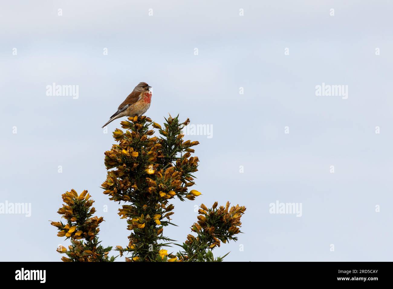 Gorse branch hi-res stock photography and images - Alamy