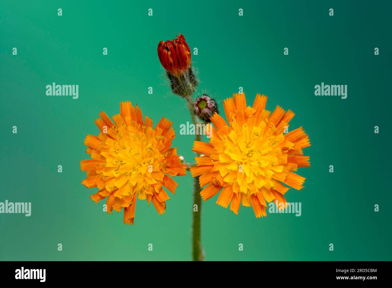 Orange fox-and-cubs (Hieracium aurantiacum), Germany Stock Photo - Alamy