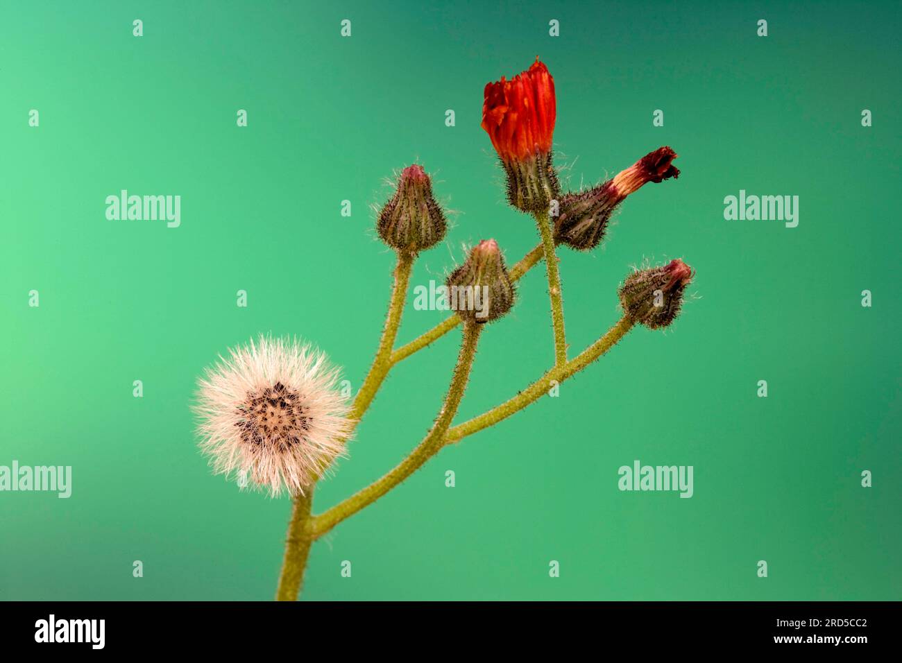 Orange fox-and-cubs (Hieracium aurantiacum), Germany Stock Photo - Alamy