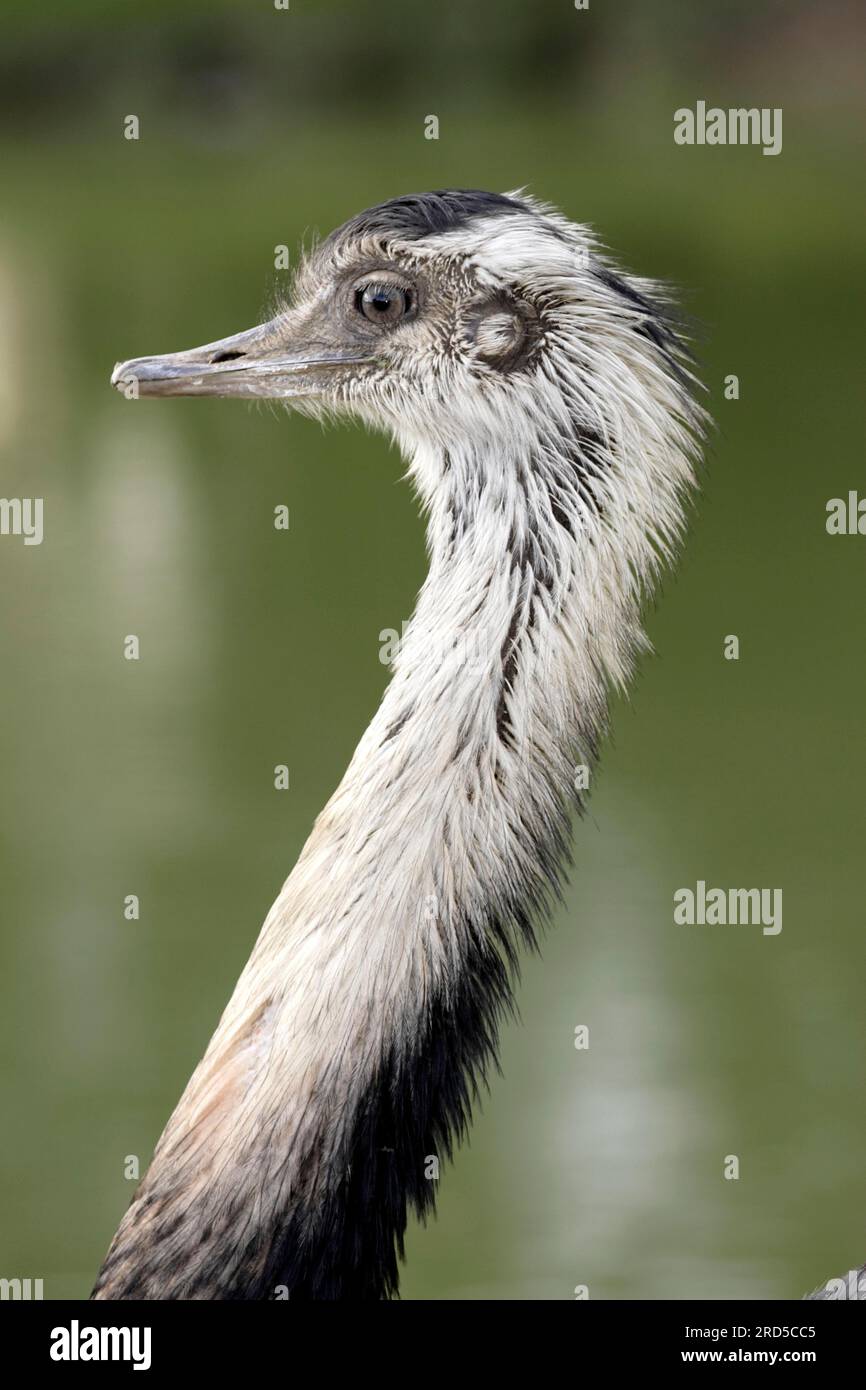 American Rhea (Rhea americana), male, greater rhea, Brazil Stock Photo ...