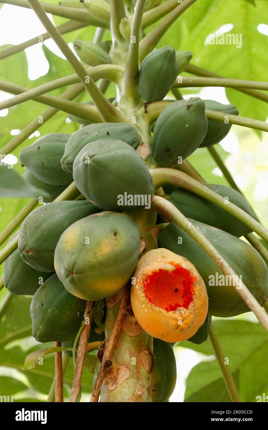 Caricaceae hi-res stock photography and images - Alamy