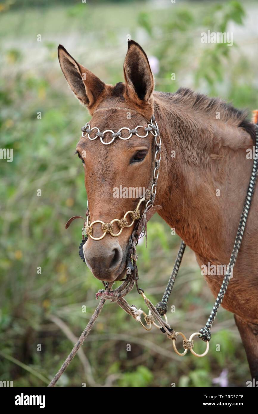 Mule with bridle, Pantanal, Brazil Stock Photo - Alamy