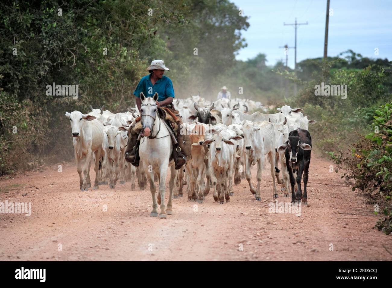 Cowboy on horseback with herd of cattle, Pantanal, Brazil, vaqueiro ...