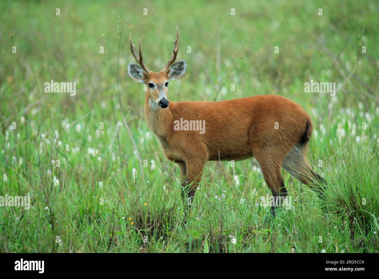 Greater mazama, male, Pantanal, Greater mazama, Greater red brocket ...