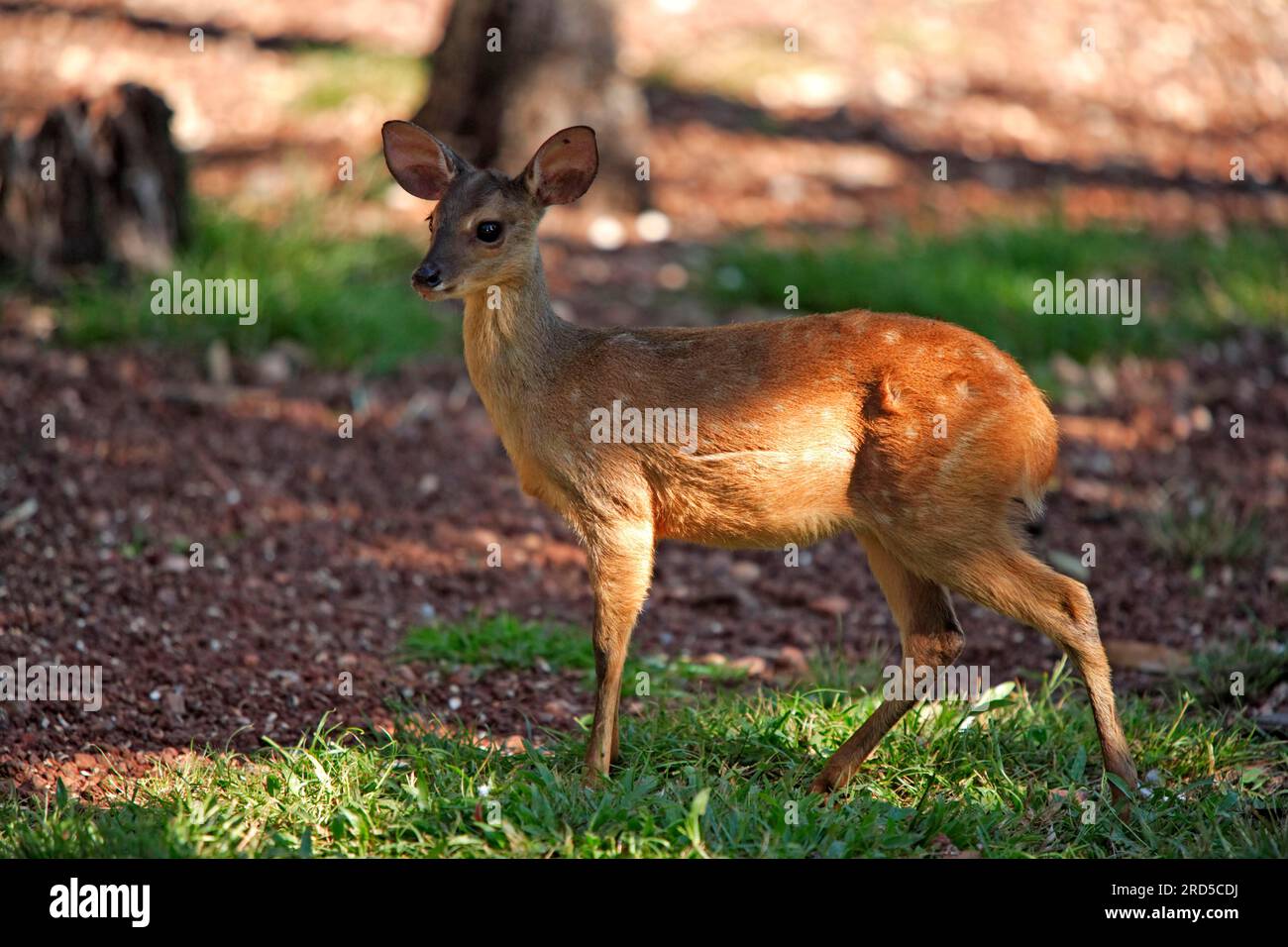 Red deer, young, red brocket (Mazama americana), Brazil Stock Photo - Alamy
