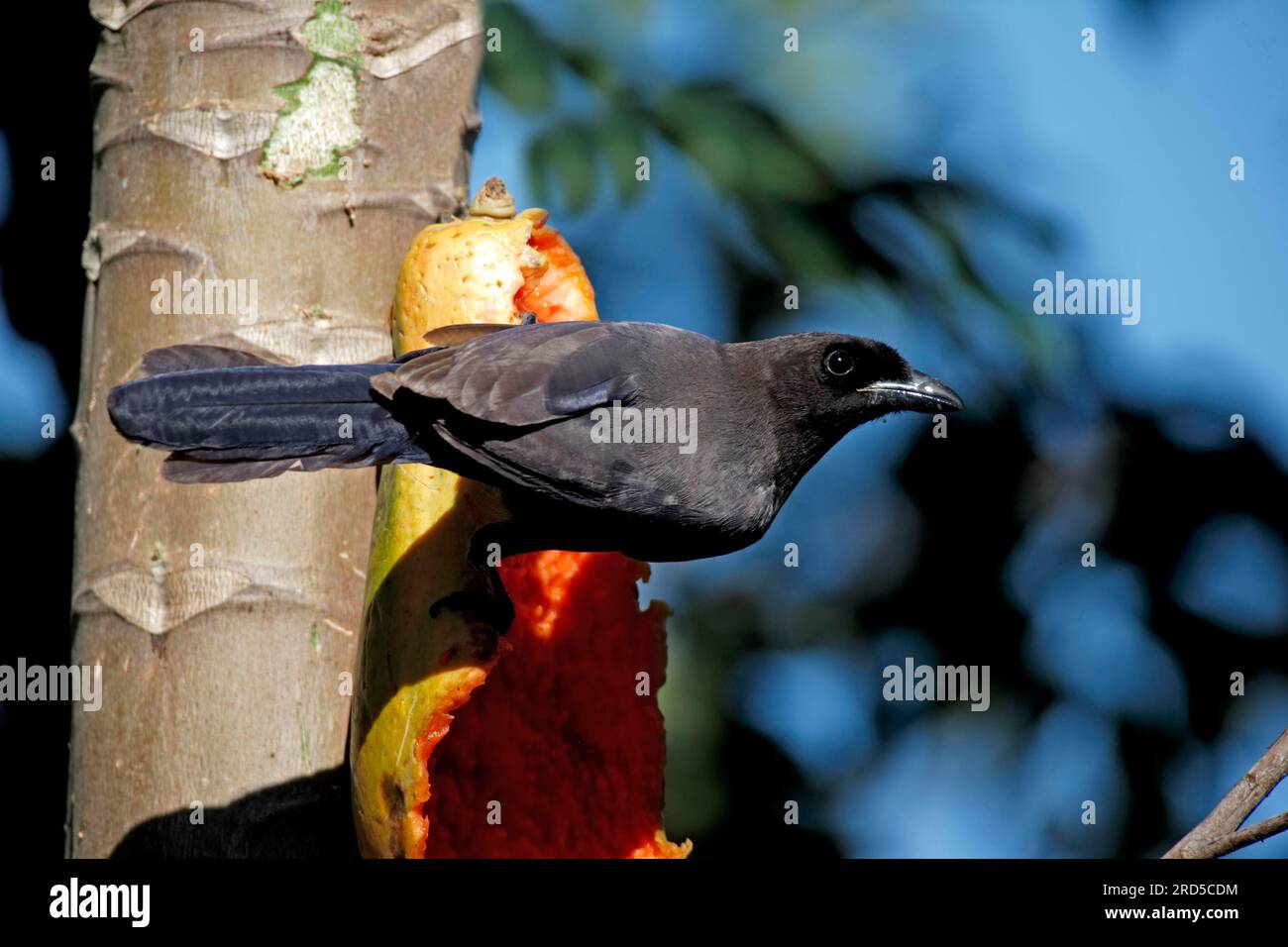 Purple Jay, purplish jay (Cyanocorax cyanomelas), Brazil Stock Photo ...