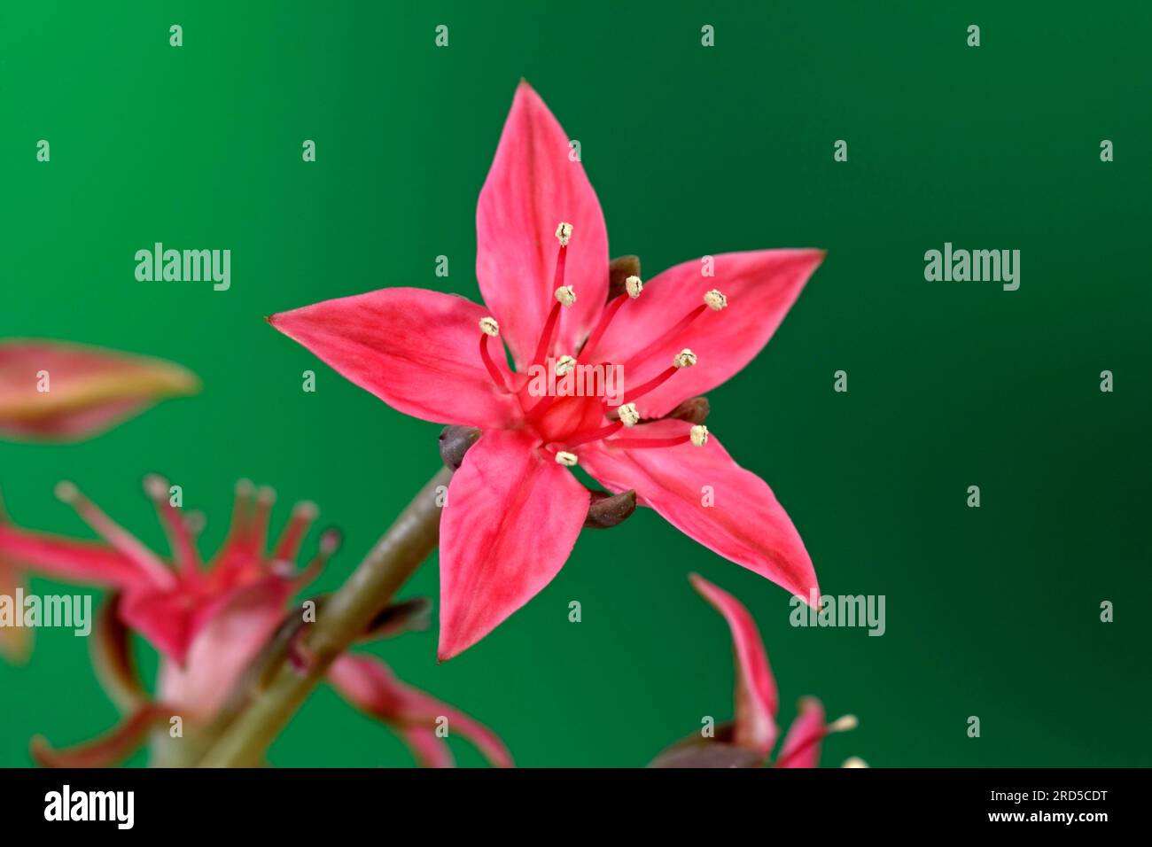 Graptopetalum hi-res stock photography and images - Alamy
