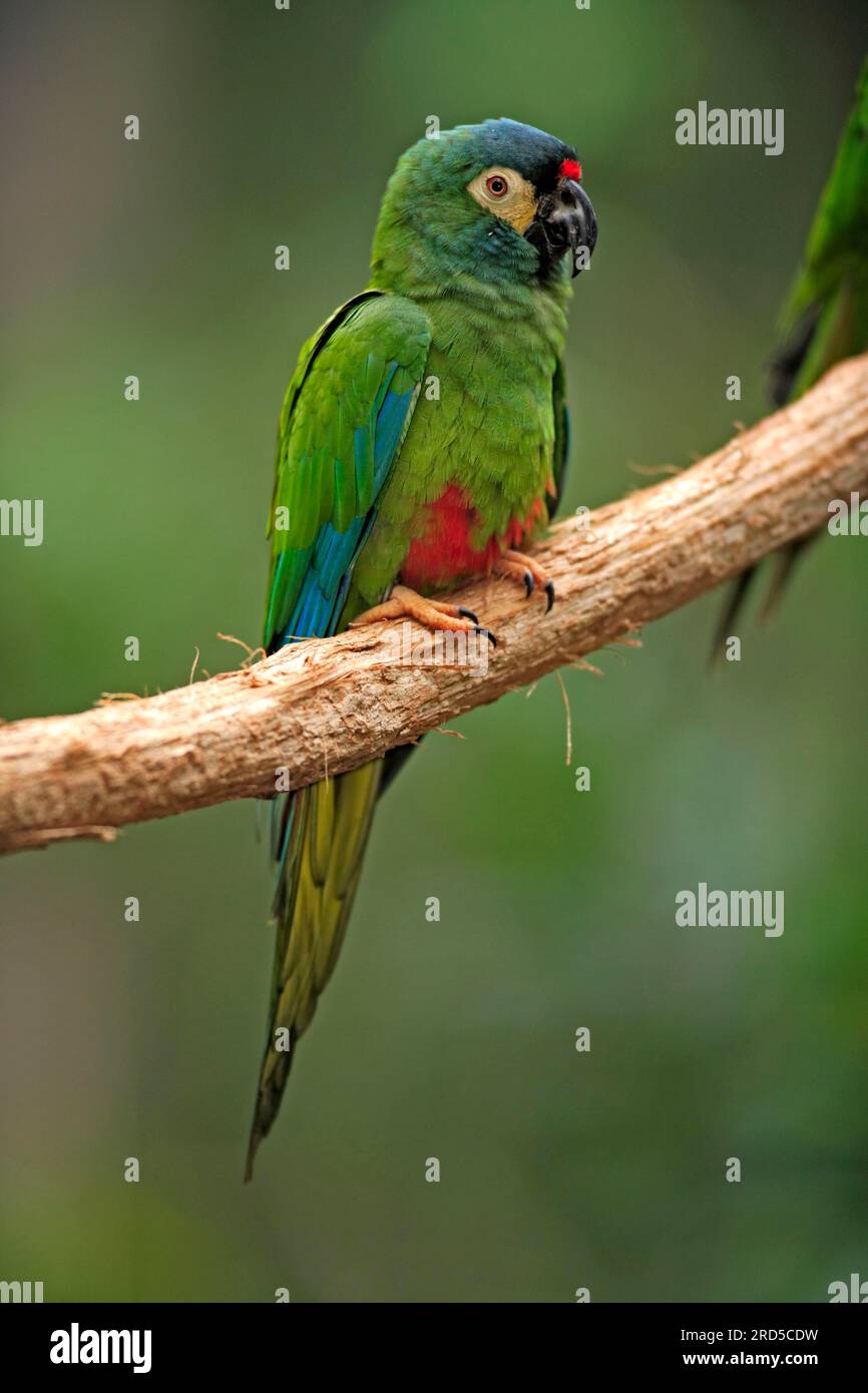 Blue-Winged Macaw, Pantanal, Brazil (Ara marakana Stock Photo - Alamy