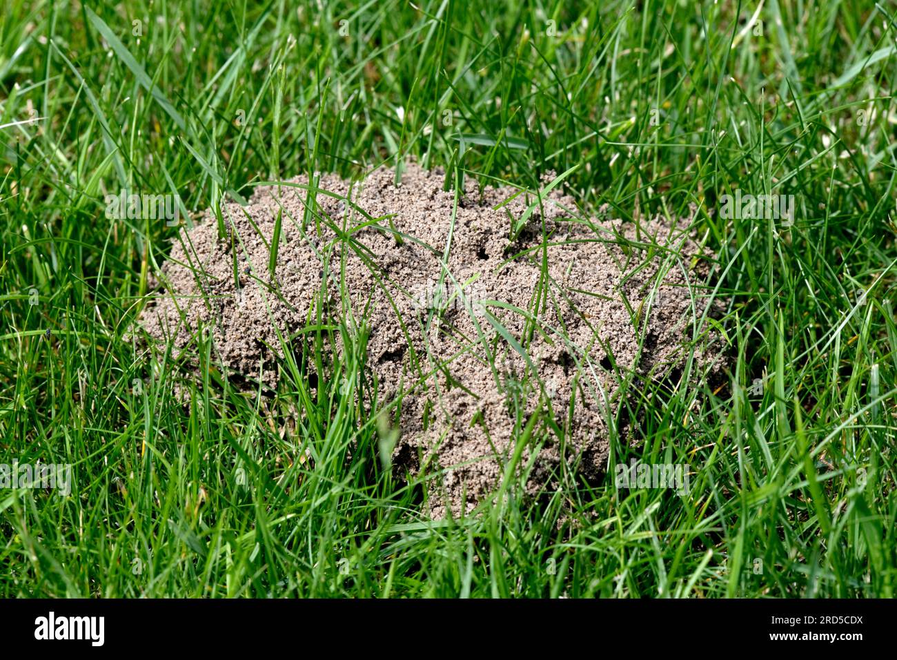 Black garden ant (Lasius niger), nest, black garden ant, ant nest ...
