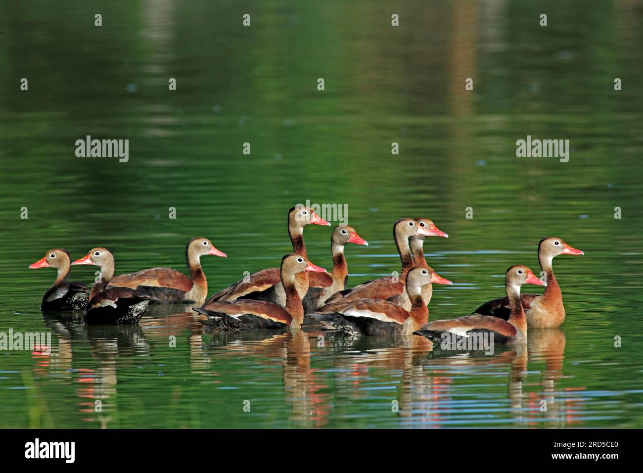 Red-billed Whistling Ducks, Pantanal, Brazil, Black-bellied Whistling ...