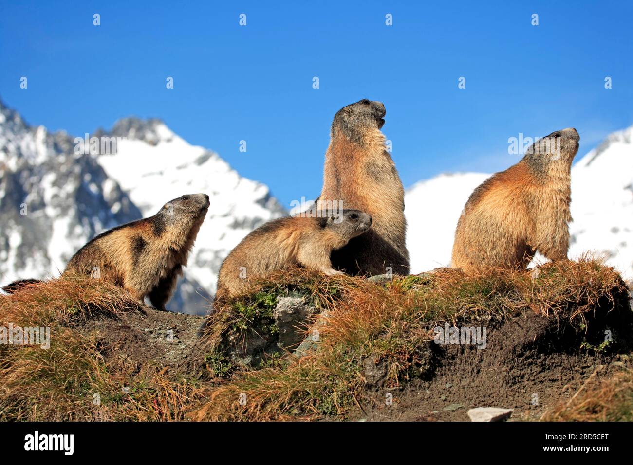 Alpine Marmots (Marmota marmota) with youngs, Grossglockner, national park Upper Tauern, Austria ...