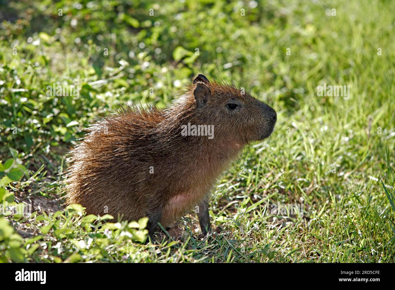 Young capybara (Hydrochoerus hydrochaeris), Pantanal, Carpincho, Brazil ...
