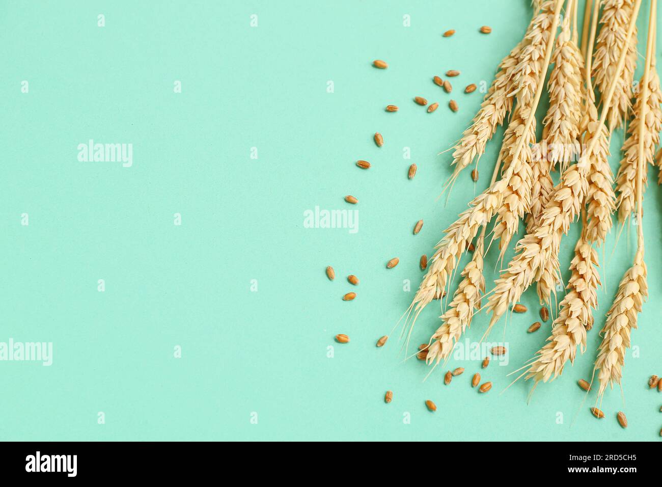 Wheat ears and grains on turquoise background Stock Photo - Alamy