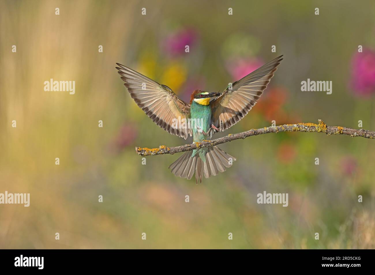 A European Bee-eater lands on a branch with an insect in its mouth ...