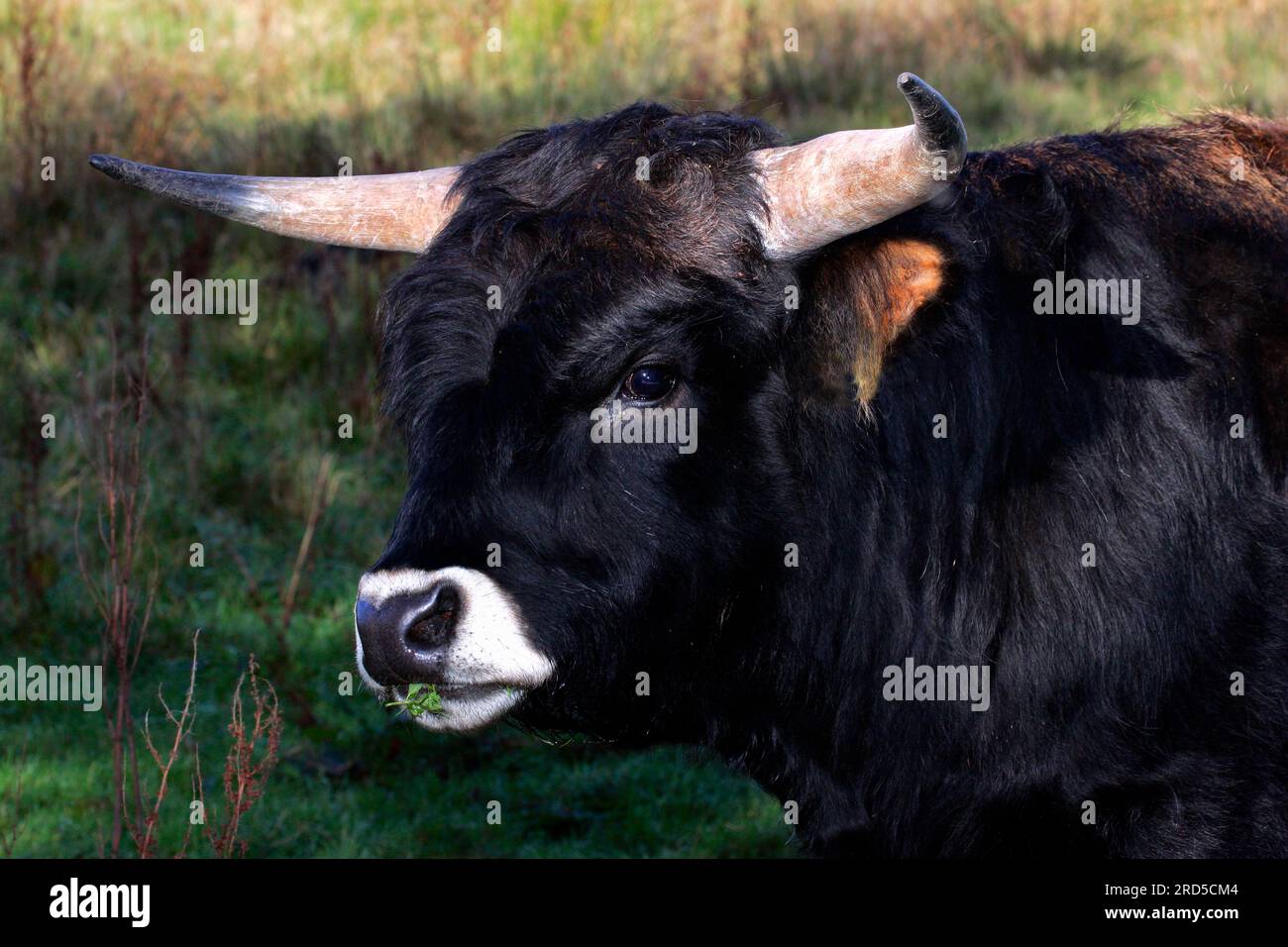 Aurochs, bull, Ur, Heck domestic cattle (Bos primigenius), backbreeding ...
